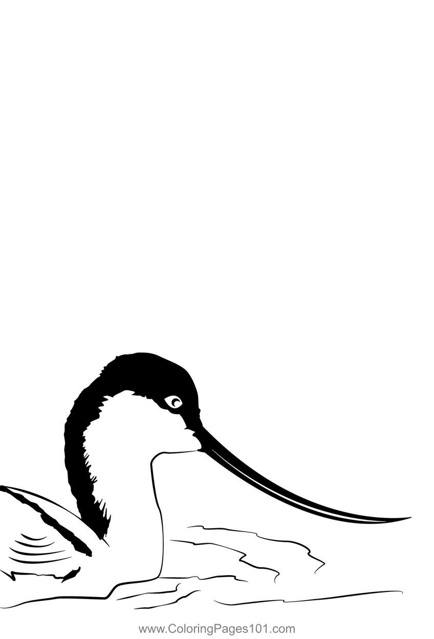 Avocet 3 Coloring Page for Kids - Free Avocets and Stilts Printable ...