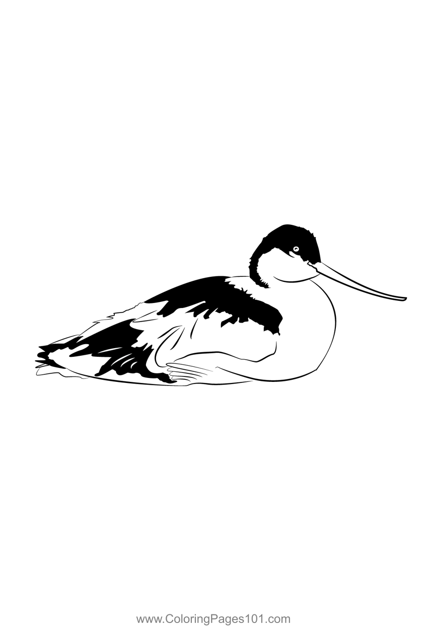 Avocet 6 Coloring Page for Kids - Free Avocets and Stilts Printable ...