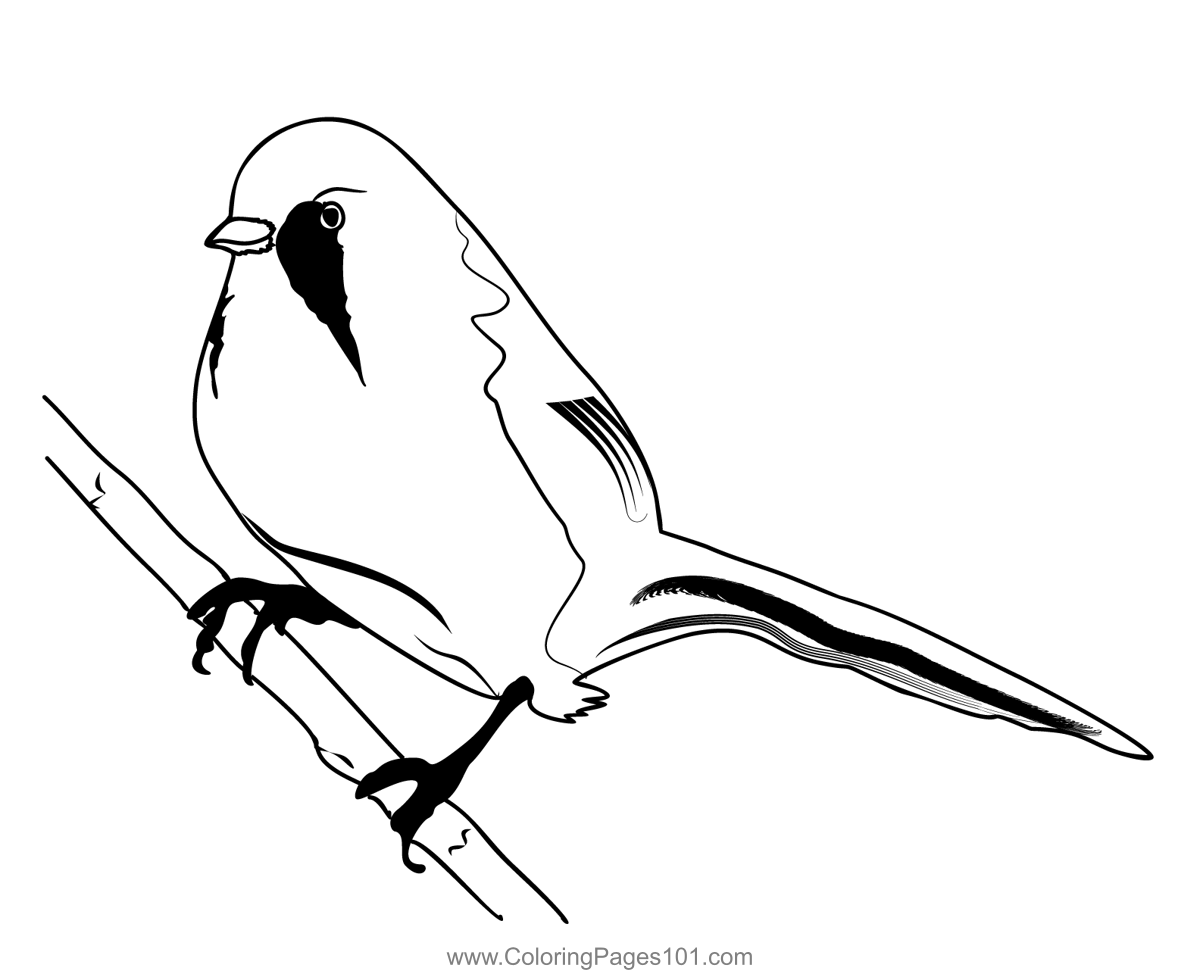 Bearded Tit 1 Coloring Page for Kids - Free Bearded Tits Printable ...