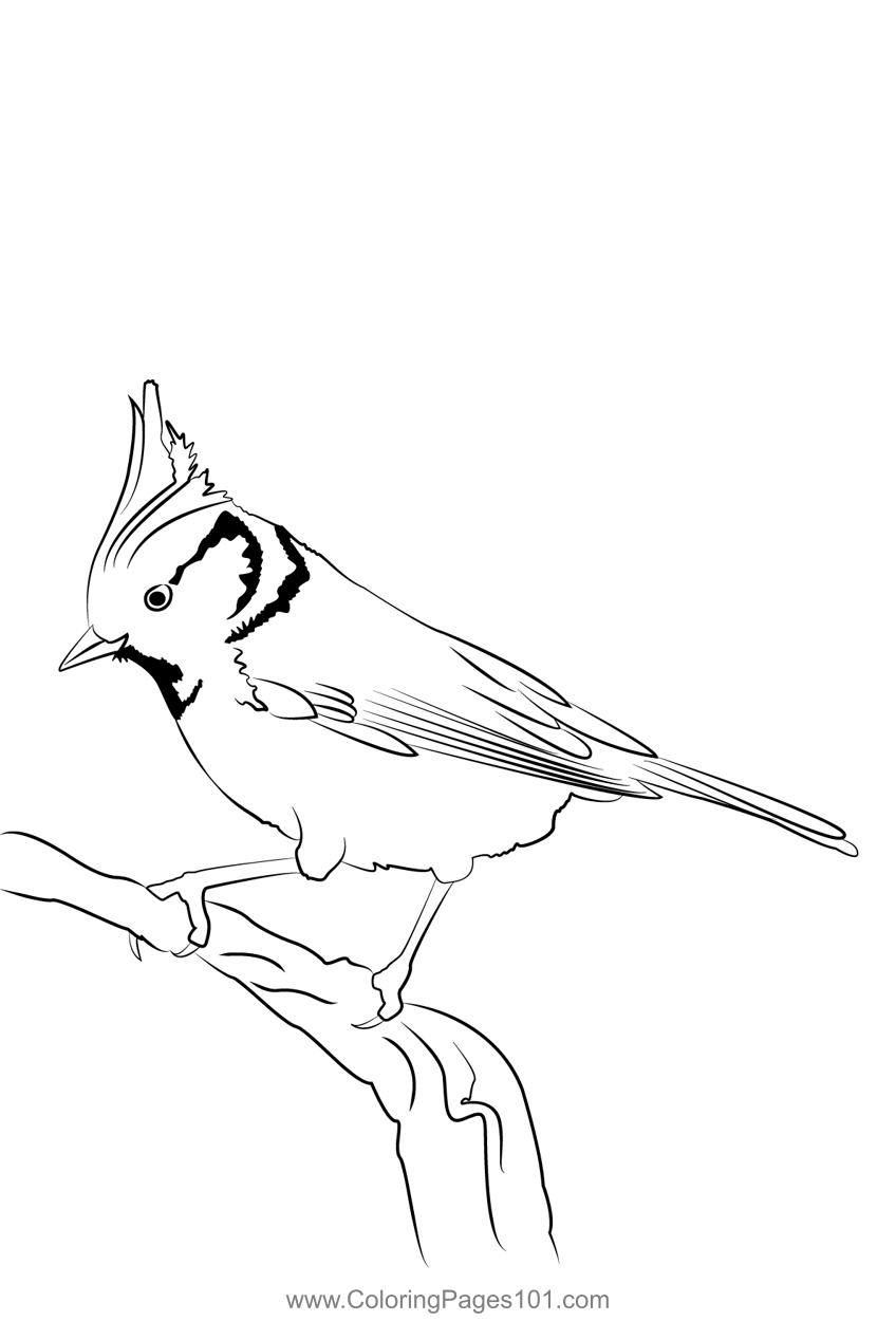Crested Tit 1 Coloring Page for Kids - Free Bearded Tits Printable ...