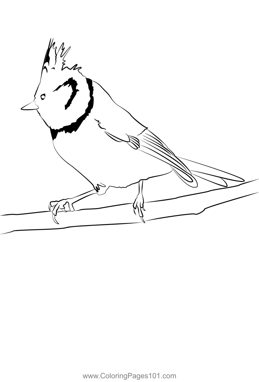 Crested Tit 4 Coloring Page for Kids - Free Bearded Tits Printable ...