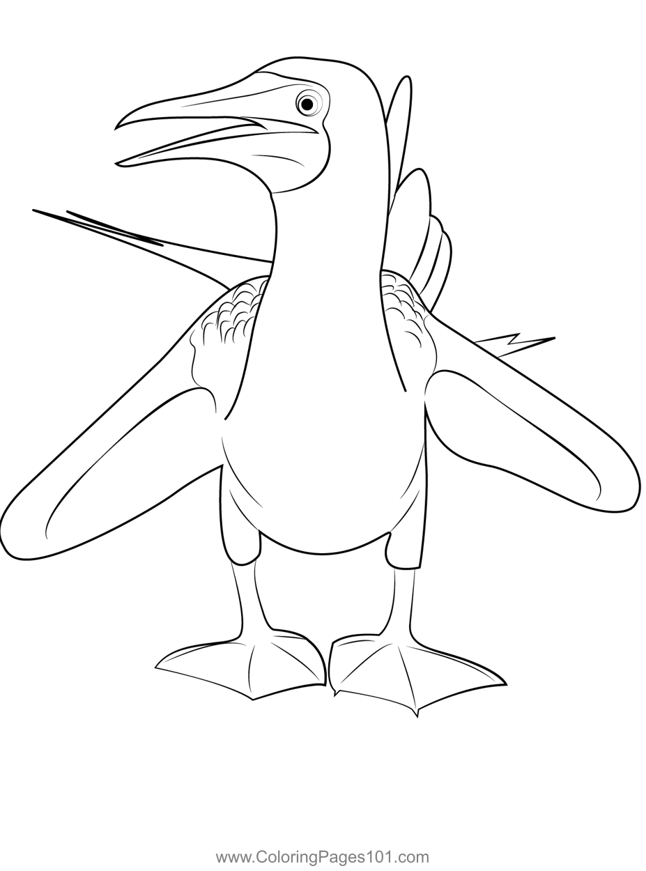 Blue Footed Booby Bird Coloring Page for Kids - Free Boobies and ...