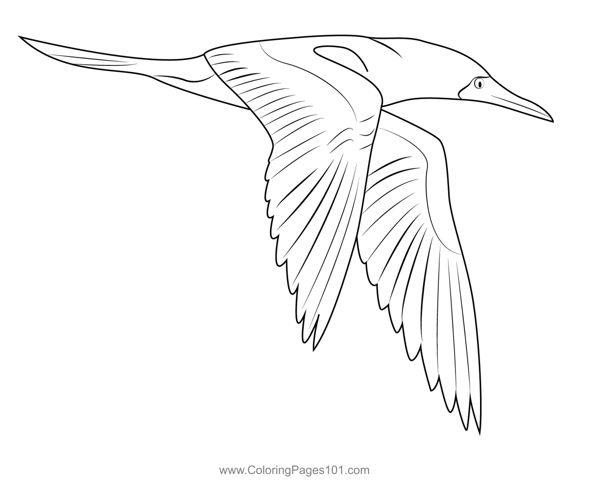 Blue Footed Booby Fly Coloring Page for Kids - Free Boobies and Gannets ...