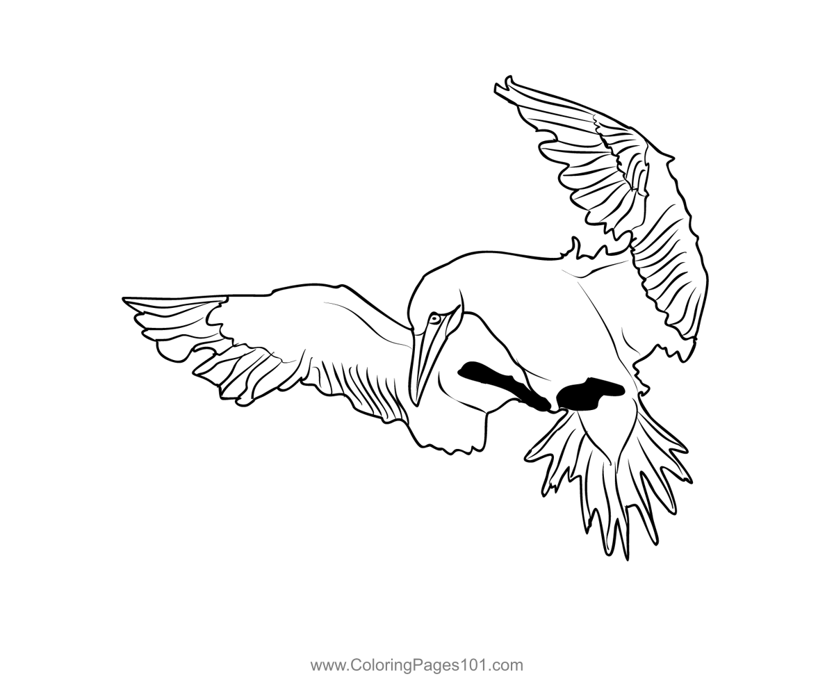 Bird Coloring Gannet Clipart Trinidad Cocrico Drawing Colouring Pages ...