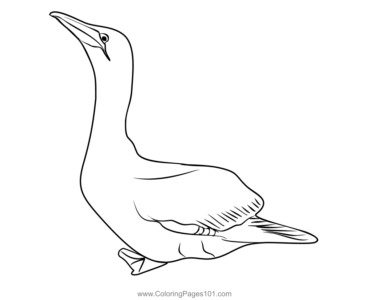 Gannet 4 Coloring Page for Kids - Free Boobies and Gannets Printable ...