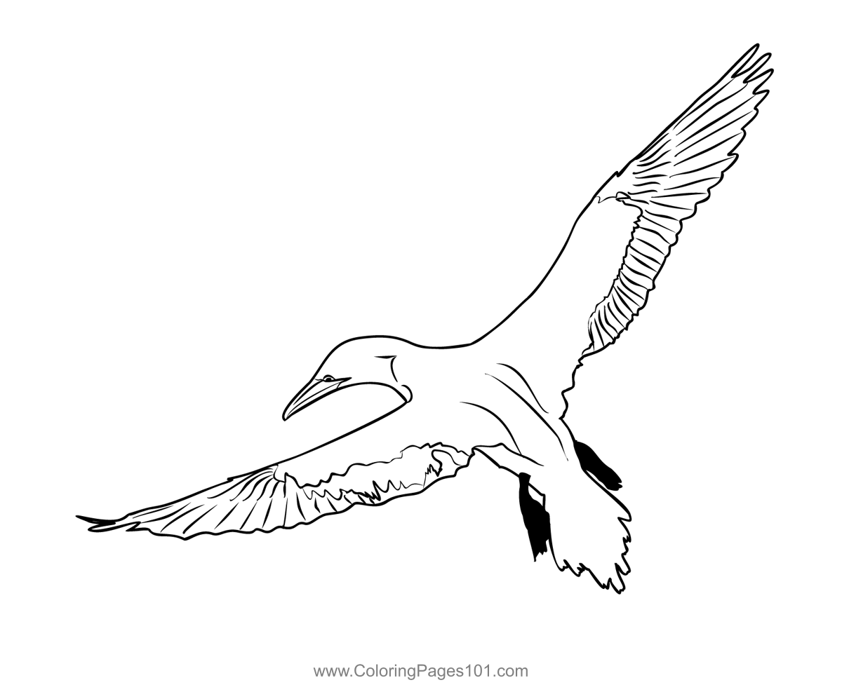 Gannet 5 Coloring Page for Kids - Free Boobies and Gannets Printable ...