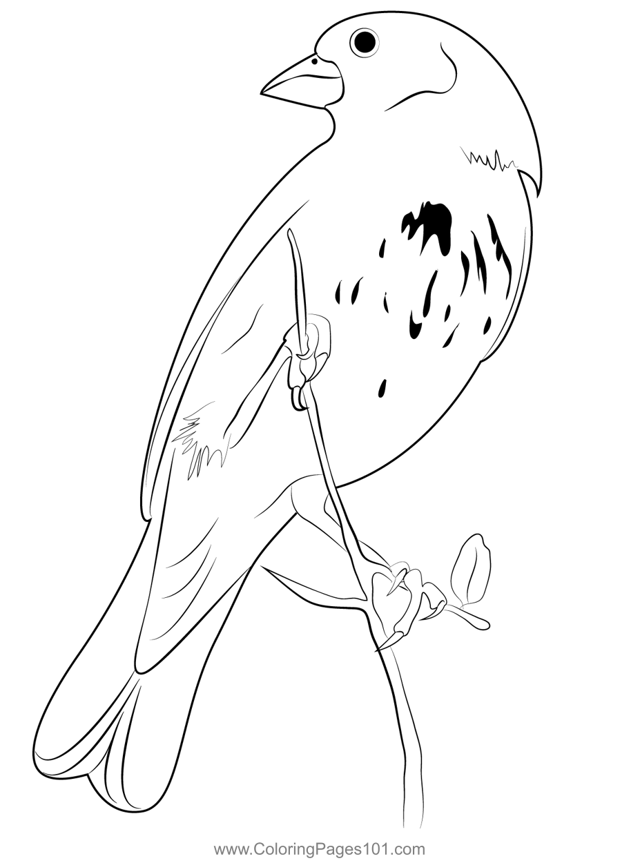 Adult Male Lark Bunting Bird Coloring Page for Kids - Free Buntings ...
