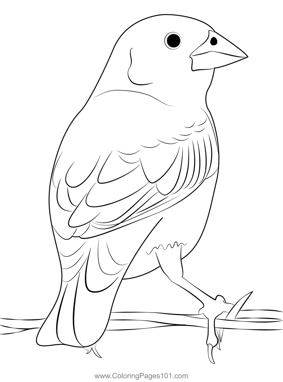Lark Bunting Coloring Page