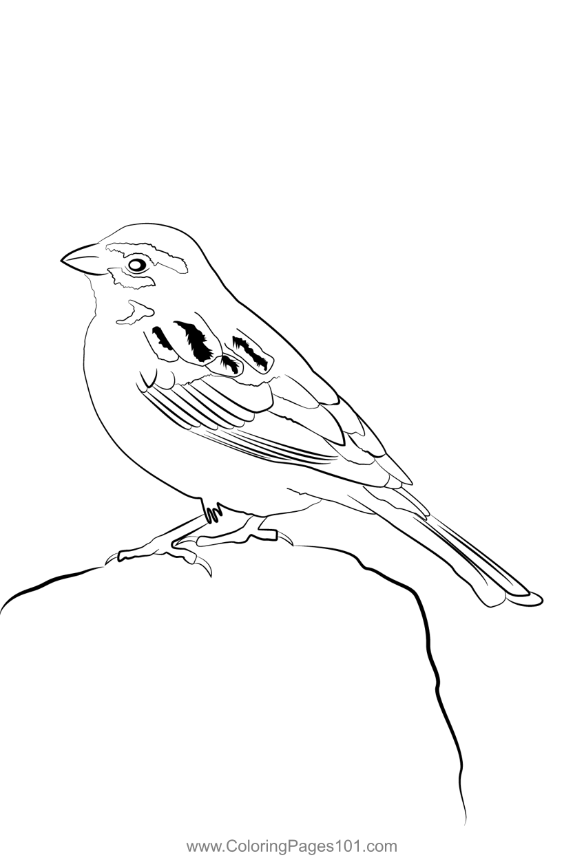 Cirl Bunting 1 Coloring Page for Kids - Free Buntings Printable ...