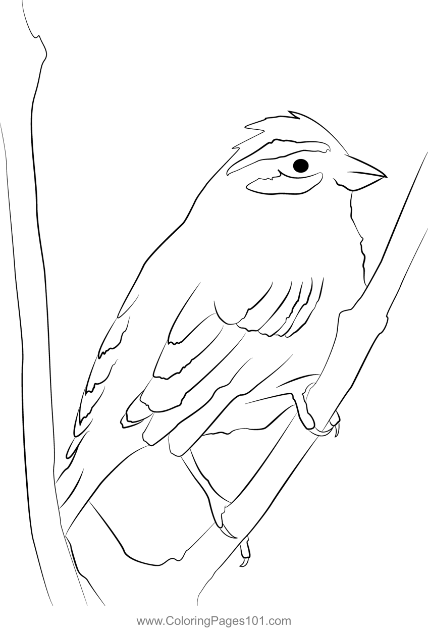 Cirl Bunting 10 Coloring Page for Kids - Free Buntings Printable ...