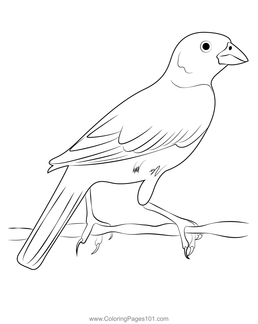Lark Bunting 7 Coloring Page for Kids - Free Buntings Printable ...