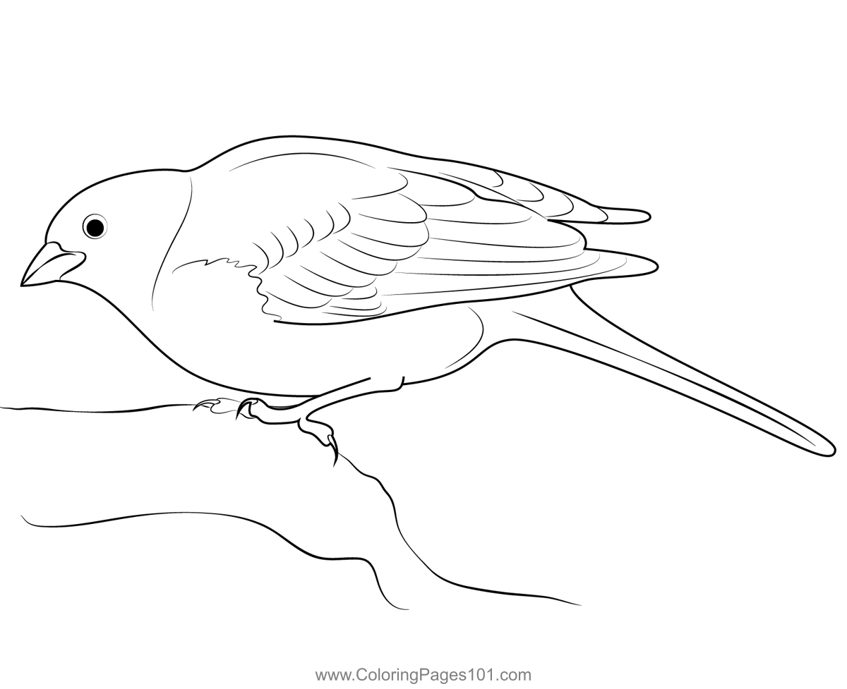 Coloring Pages Yellowhammer Flicker Animals Bird Colouring Wren Birds ...