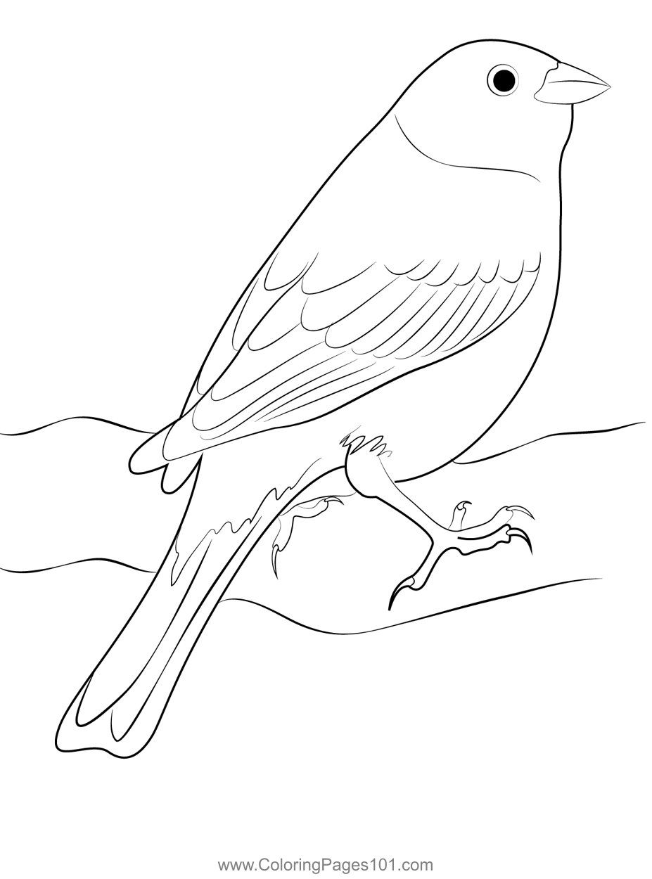 Male Yellowhammer Bird Coloring Page for Kids - Free Buntings Printable ...