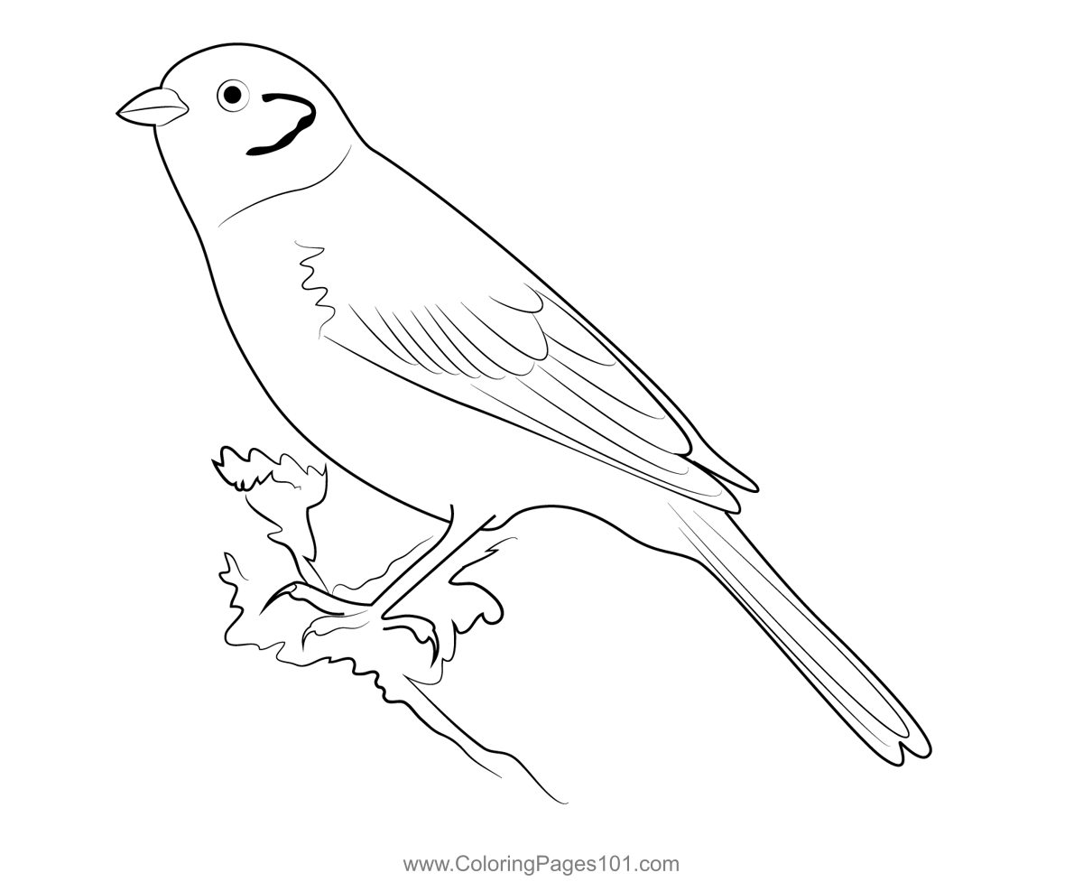 Male Yellowhammer Coloring Page for Kids - Free Buntings Printable ...