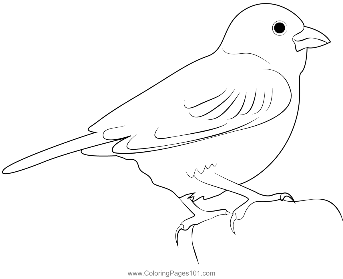 Mature Lark Bunting Coloring Page for Kids - Free Buntings Printable ...