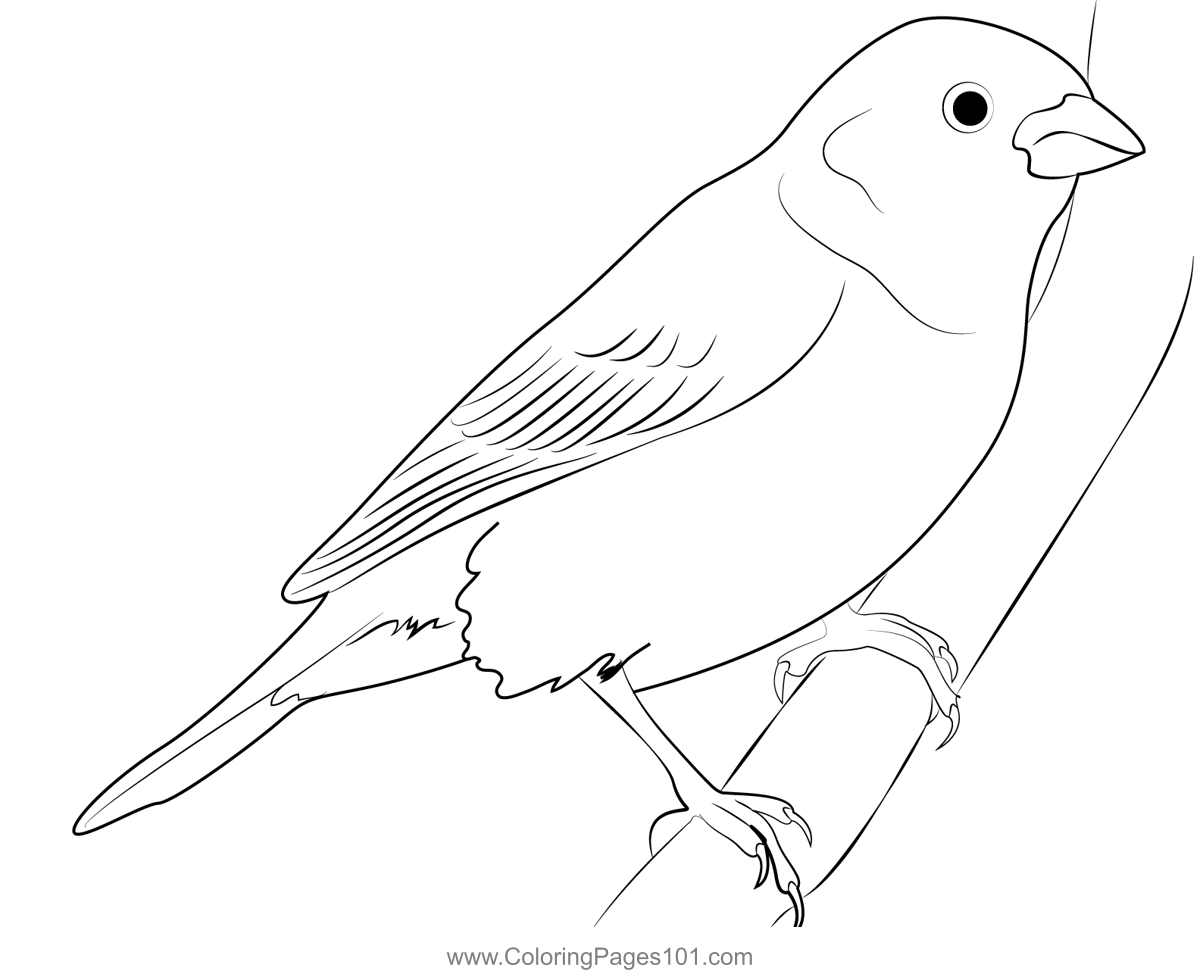 Lark Bunting Coloring Page