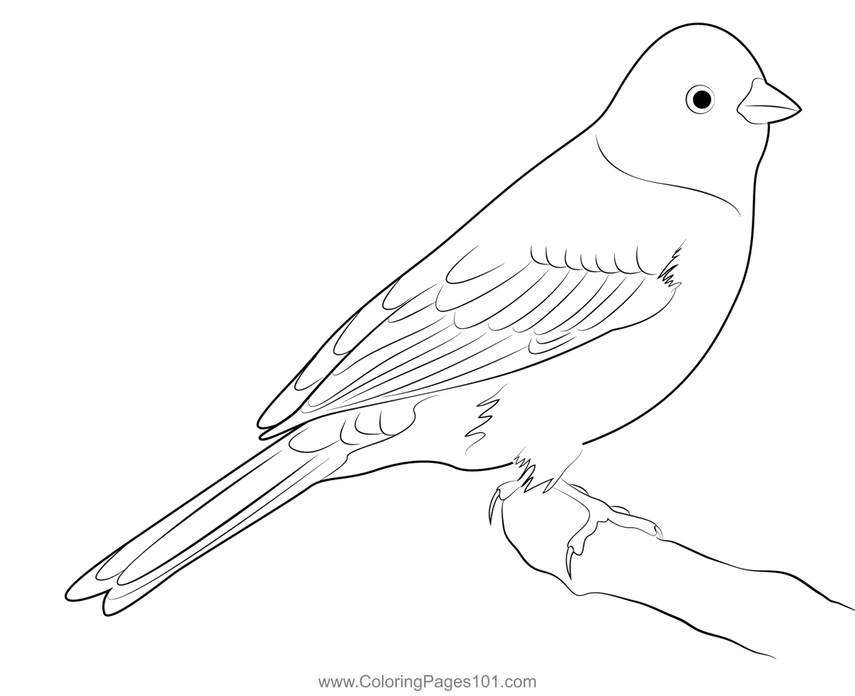 Coloring Pages Yellowhammer Flicker Animals Bird Colouring Wren Birds ...