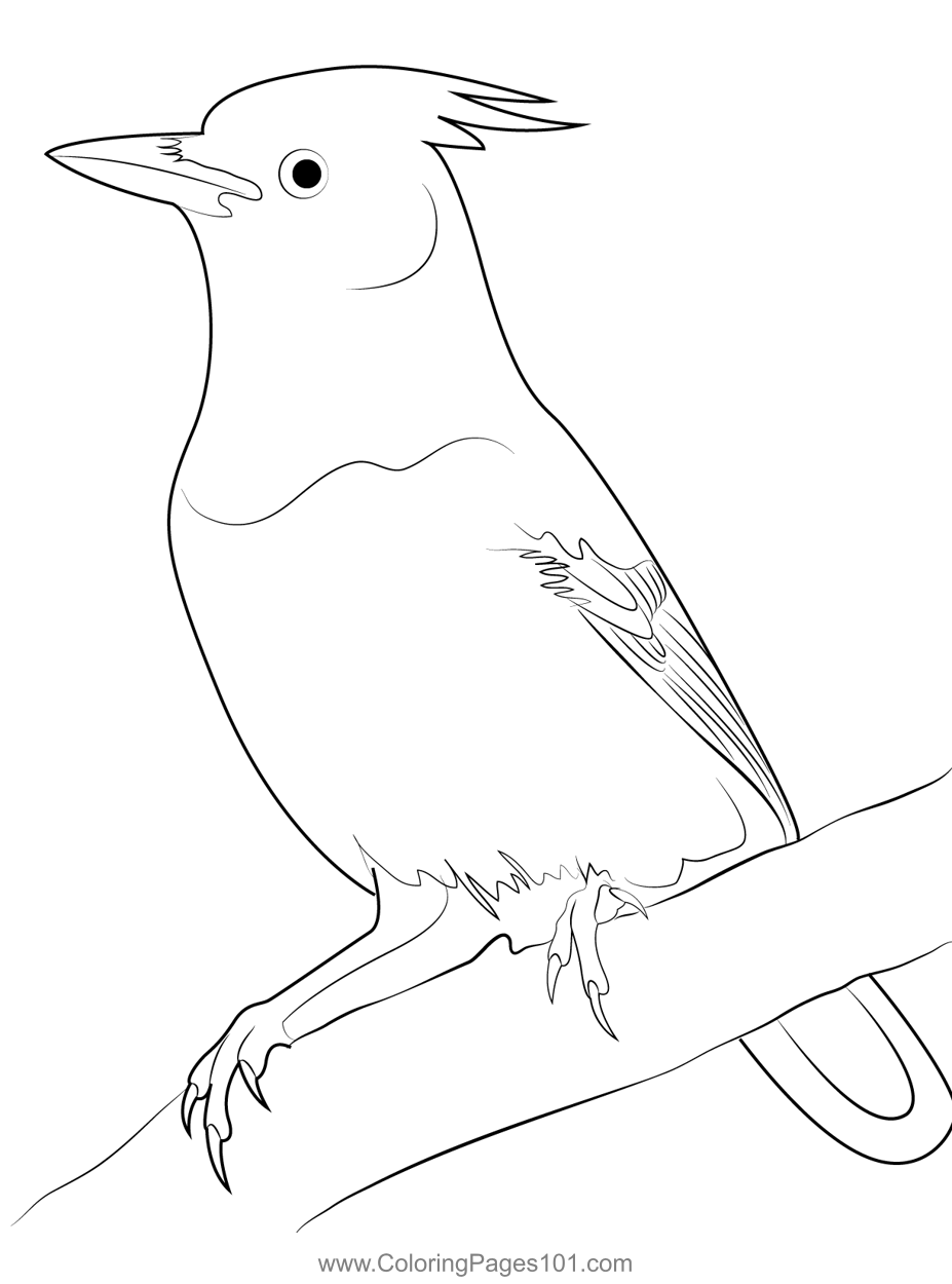 Aged Stellers Jay Coloring Page for Kids - Free Crows Printable ...