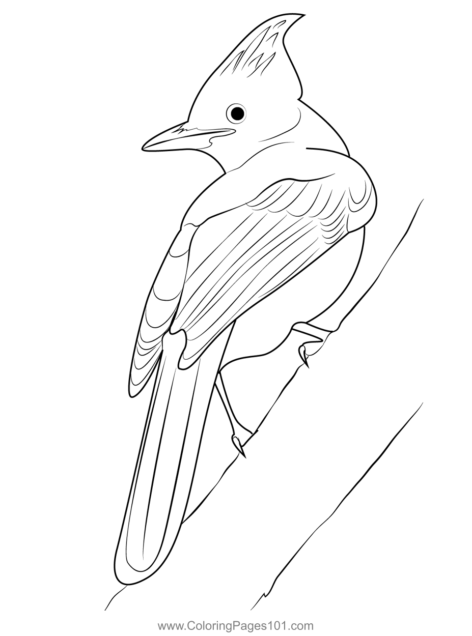 Beautiful Stellers Jay Coloring Page for Kids - Free Crows Printable ...