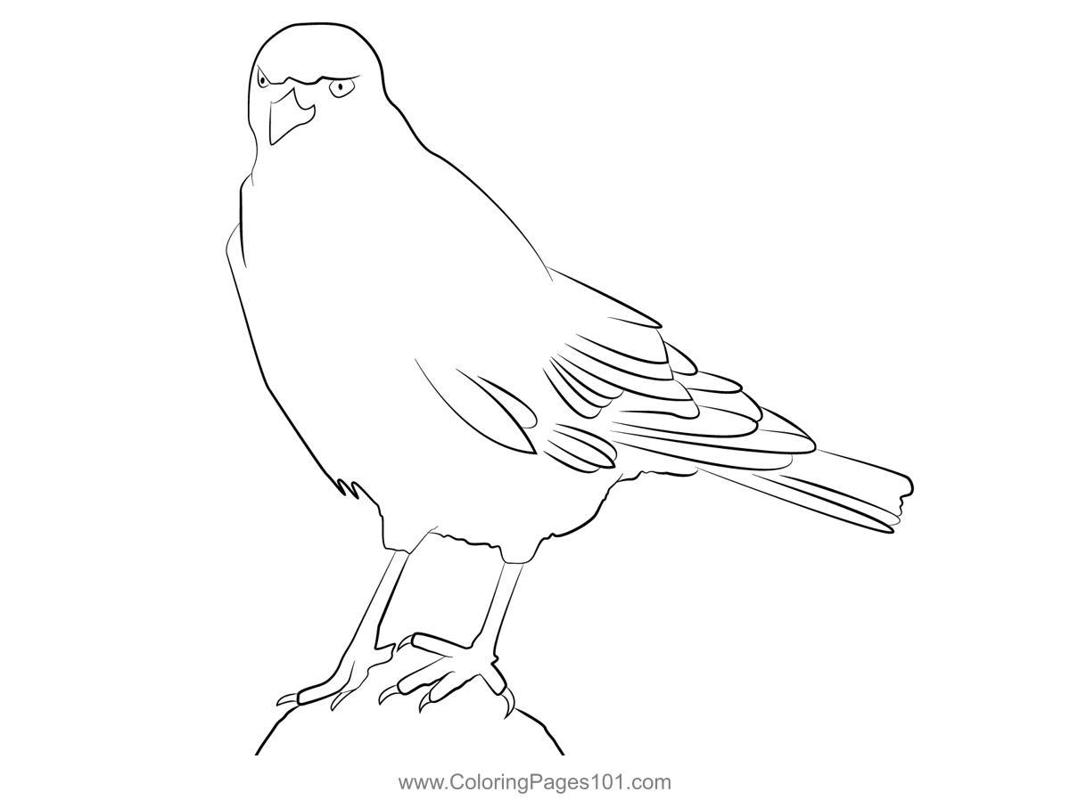Chough 3 Coloring Page for Kids - Free Crows Printable Coloring Pages ...