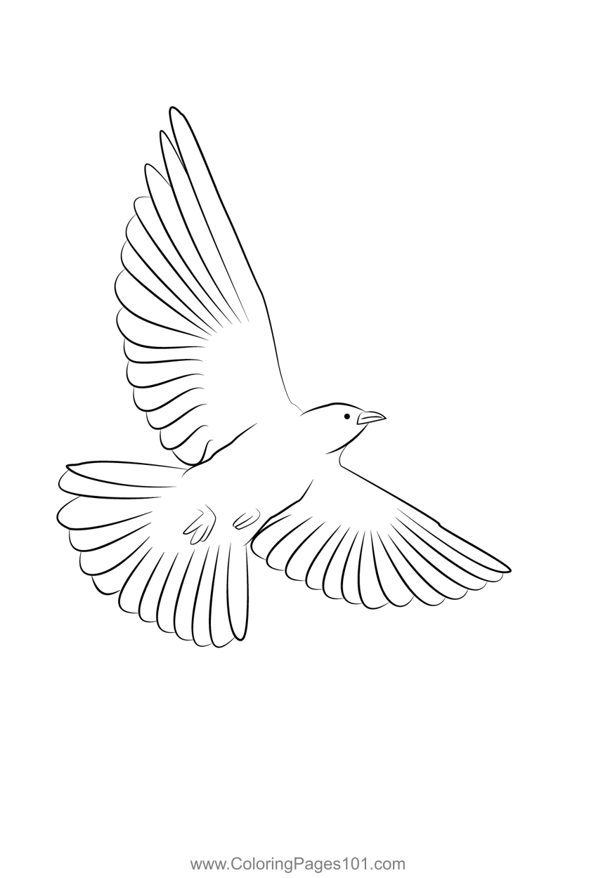 Chough 5 Coloring Page for Kids - Free Crows Printable Coloring Pages ...