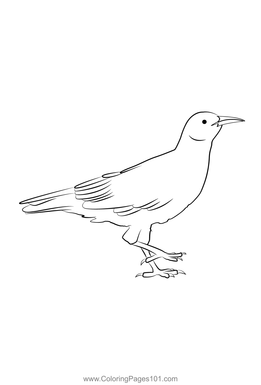 Chough 8 Coloring Page for Kids - Free Crows Printable Coloring Pages ...
