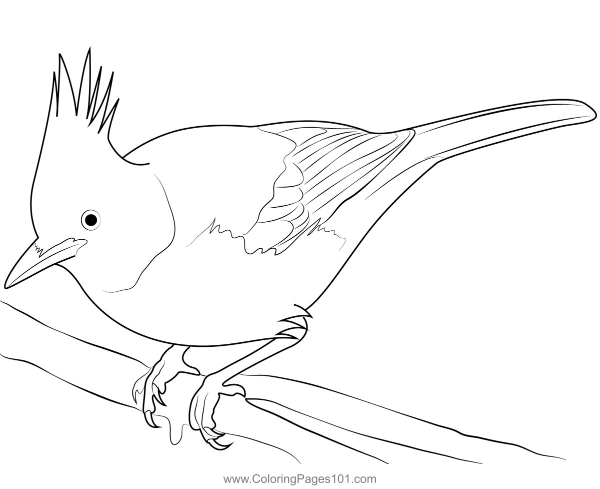 Common Stellers Jay Coloring Page for Kids - Free Crows Printable ...