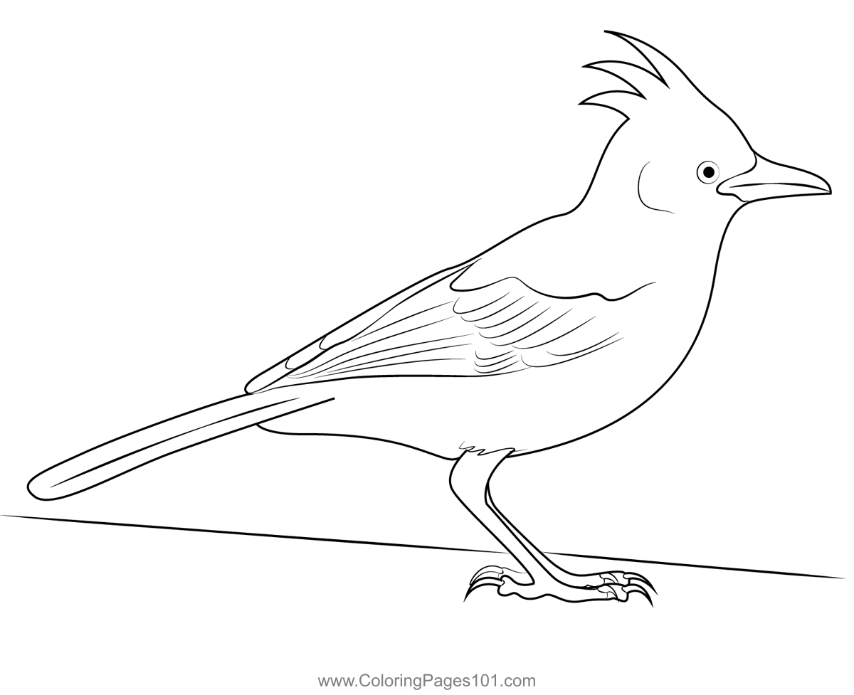 Female Steller's Jay Coloring Page for Kids - Free Crows Printable ...