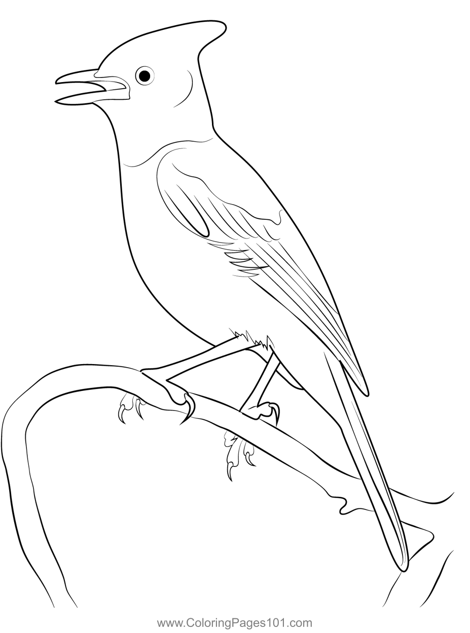 Gray Black Stellers Jay Coloring Page for Kids - Free Crows Printable ...