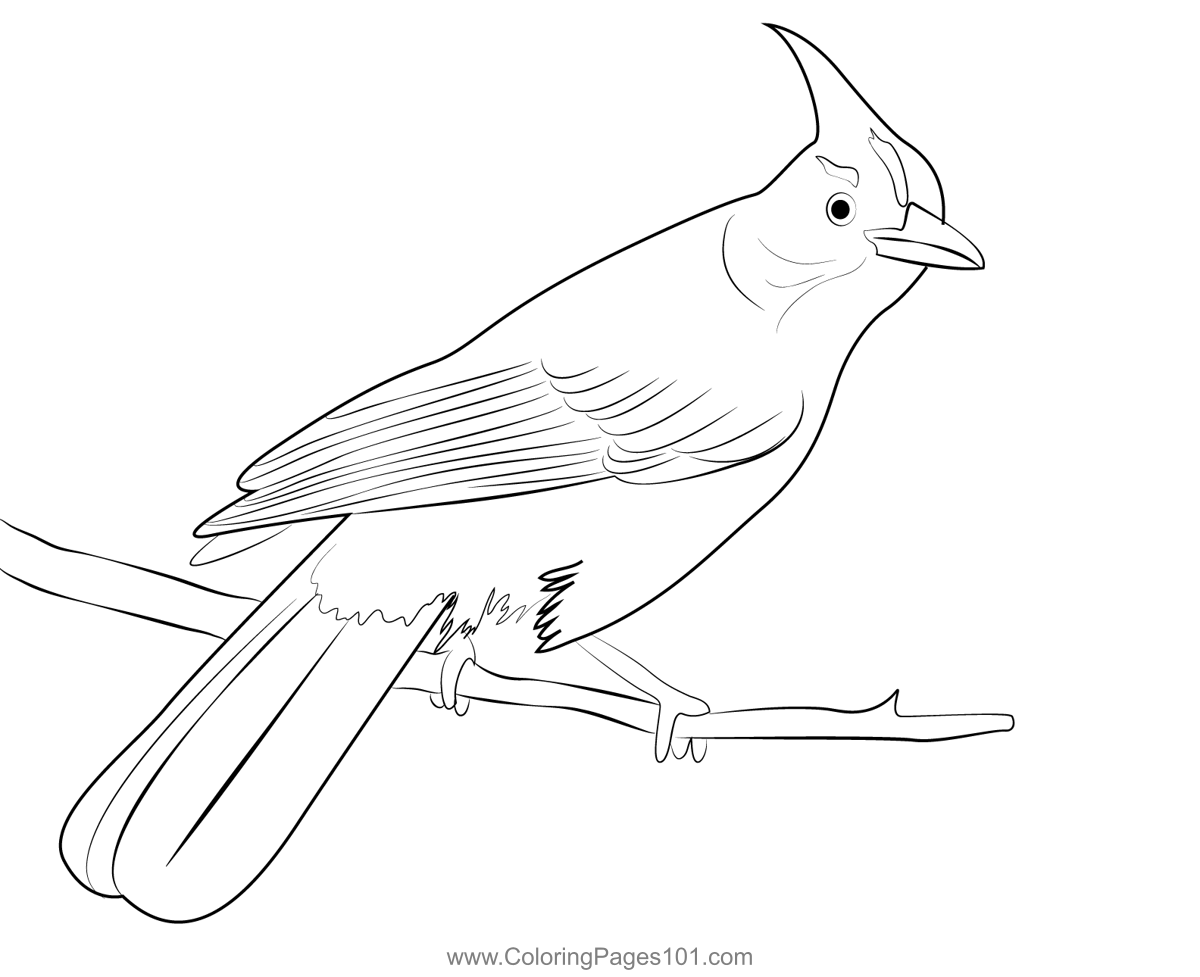 Look Stellers Jay Coloring Page for Kids - Free Crows Printable ...