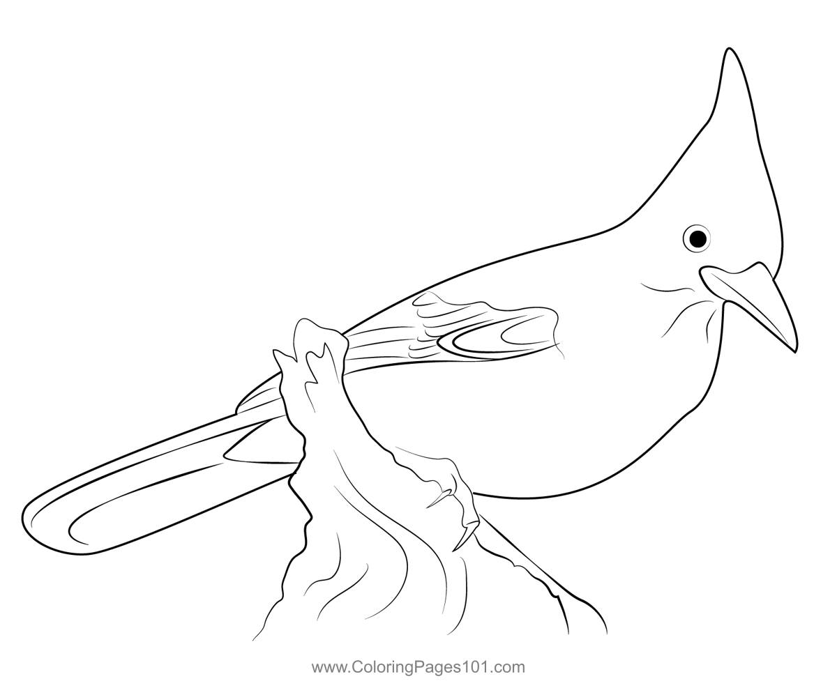 Steller's Jay 1 Coloring Page for Kids - Free Crows Printable Coloring ...