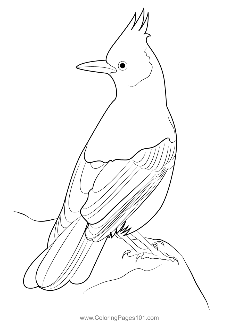 Steller's Jay 4 Coloring Page for Kids - Free Crows Printable Coloring ...