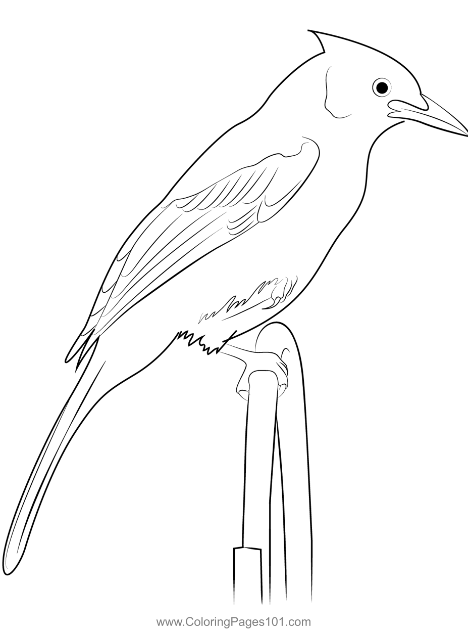 Steller's Jay 6 Coloring Page for Kids - Free Crows Printable Coloring ...