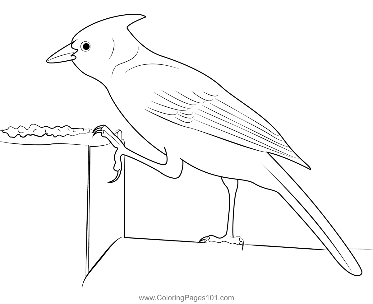 Steller's Jay 7 Coloring Page for Kids - Free Crows Printable Coloring ...