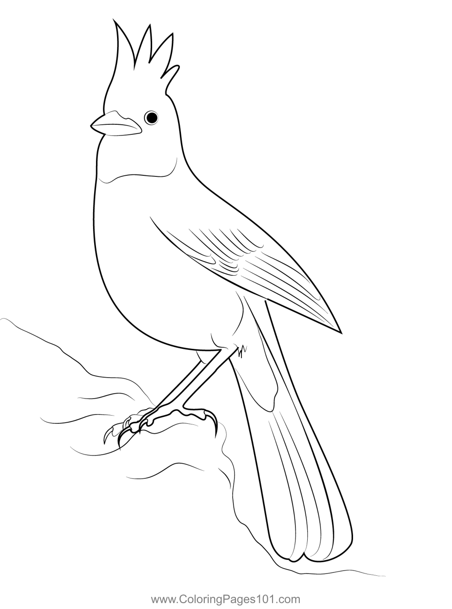 Realistic Steller39s Jay Coloring Page Supercoloringcom