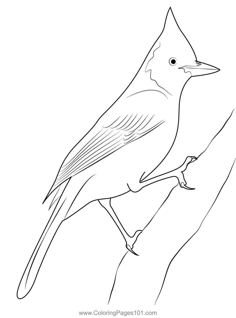 Stellers Jay Bird Coloring Page for Kids - Free Crows Printable ...
