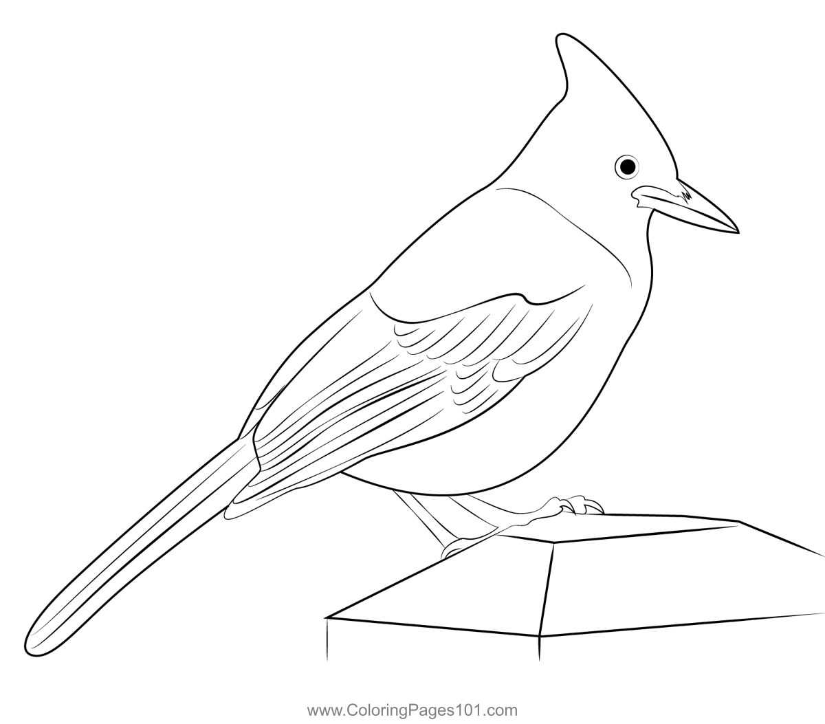 This Steller's Jay Coloring Page for Kids - Free Crows Printable ...