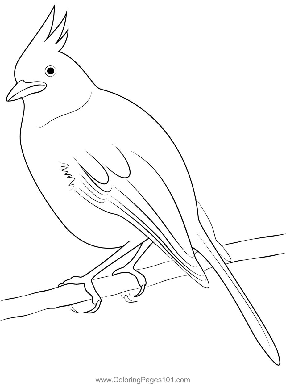 Wild Stellers Jay Coloring Page for Kids - Free Crows Printable ...