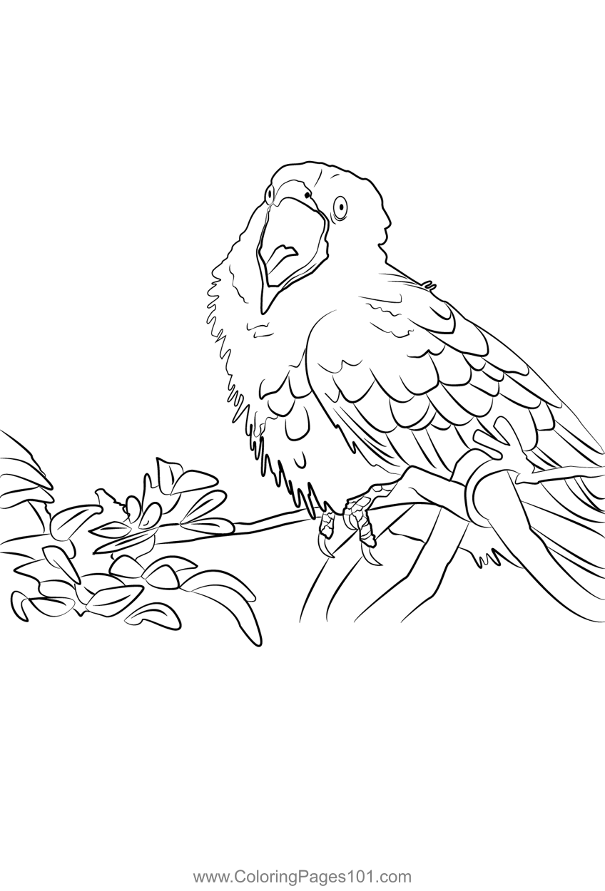 Asian Koel 1 Coloring Page for Kids - Free Cuckoos Printable Coloring ...