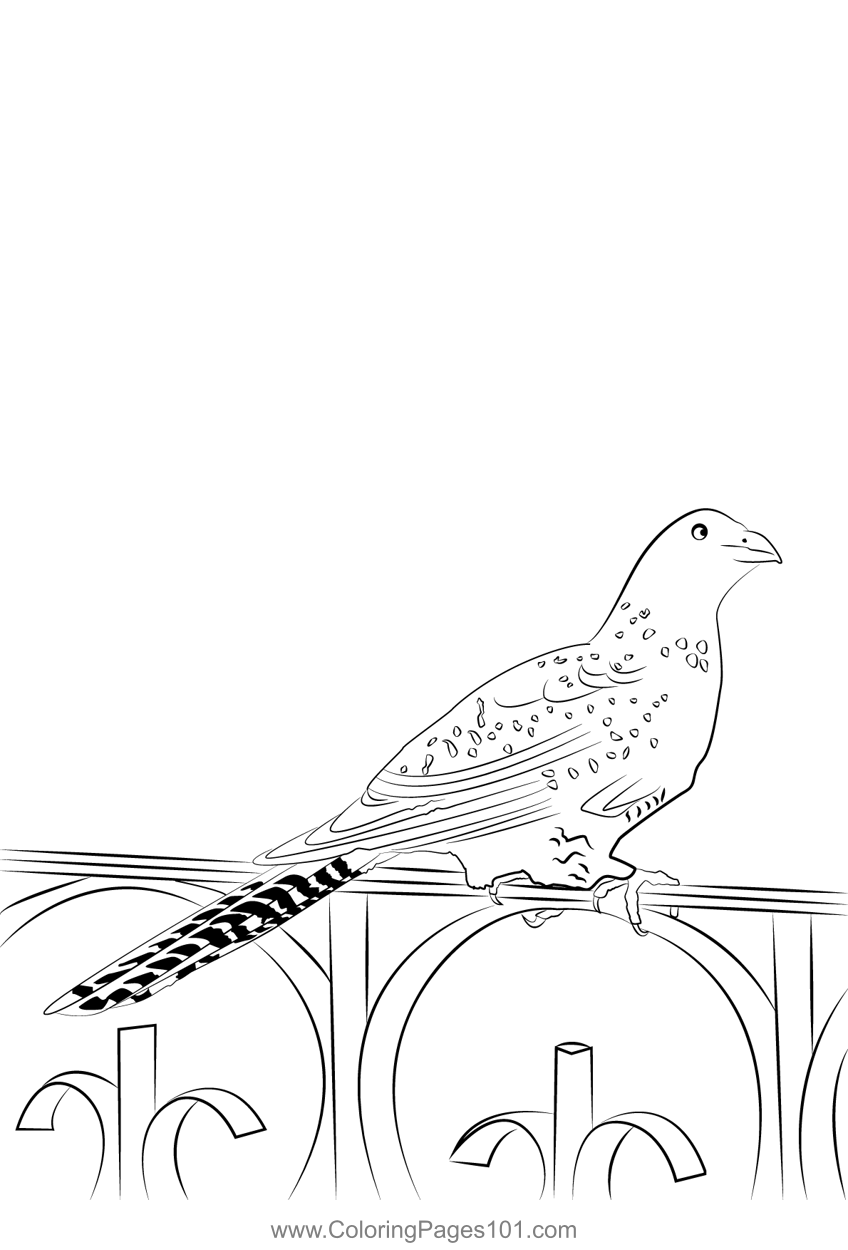 Asian Koel 10 Coloring Page for Kids - Free Cuckoos Printable Coloring ...