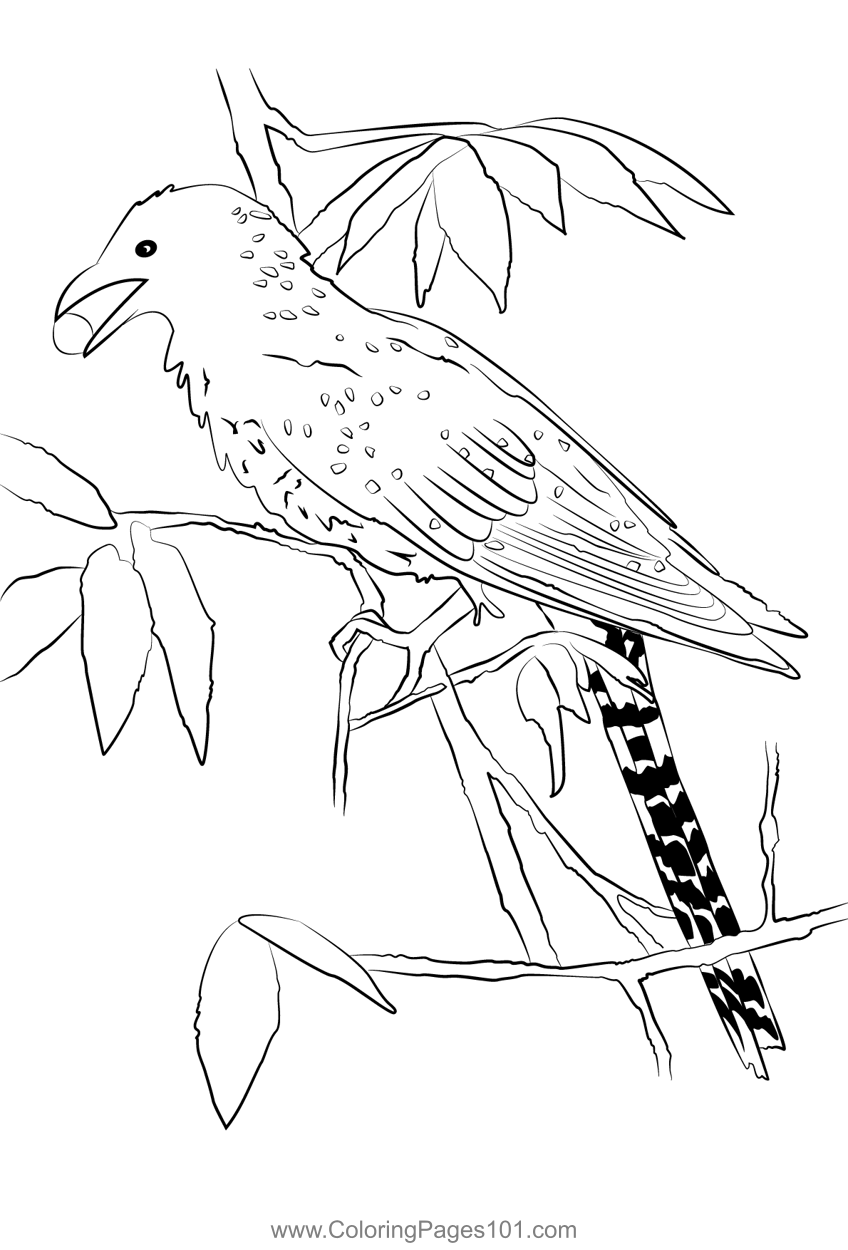 Asian Koel 11 Coloring Page for Kids - Free Cuckoos Printable Coloring ...