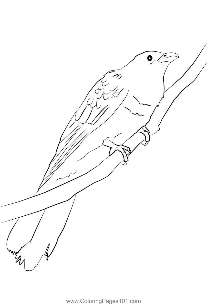 Asian Koel 6 Coloring Page for Kids - Free Cuckoos Printable Coloring ...