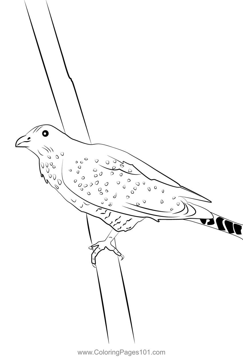 Asian Koel 7 Coloring Page for Kids - Free Cuckoos Printable Coloring ...