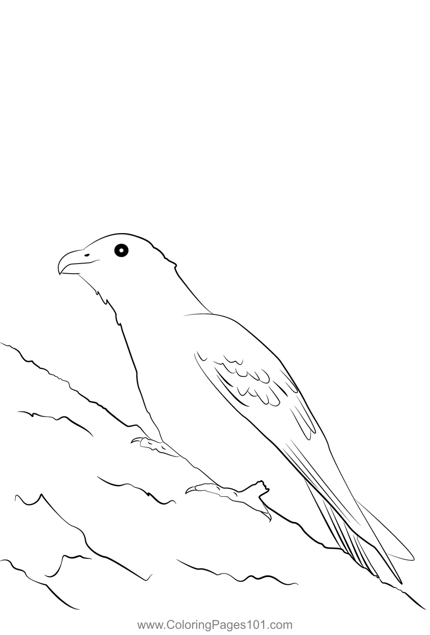 Asian Koel 8 Coloring Page for Kids - Free Cuckoos Printable Coloring ...