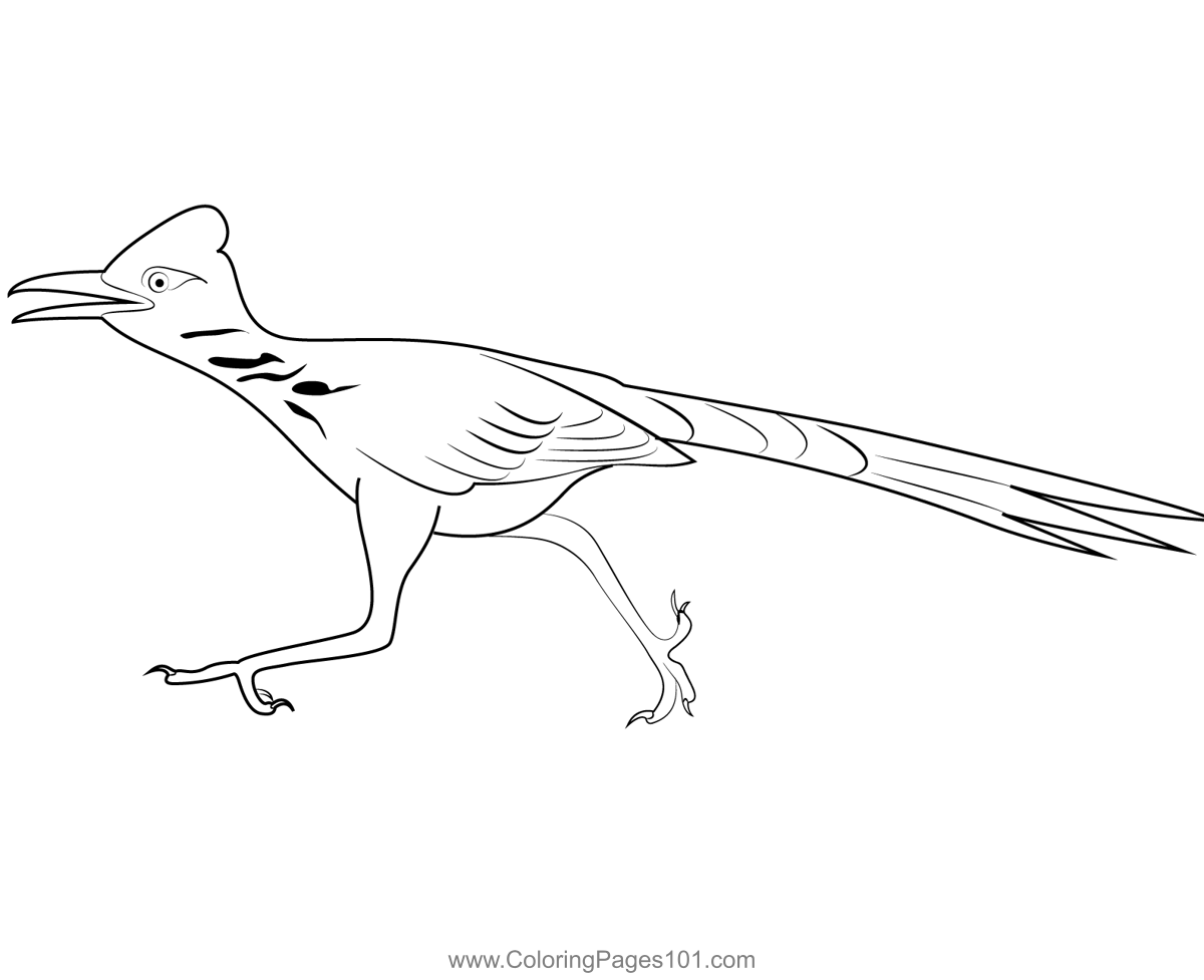 Run Roadrunner Bird Coloring Page for Kids - Free Cuckoos Printable ...