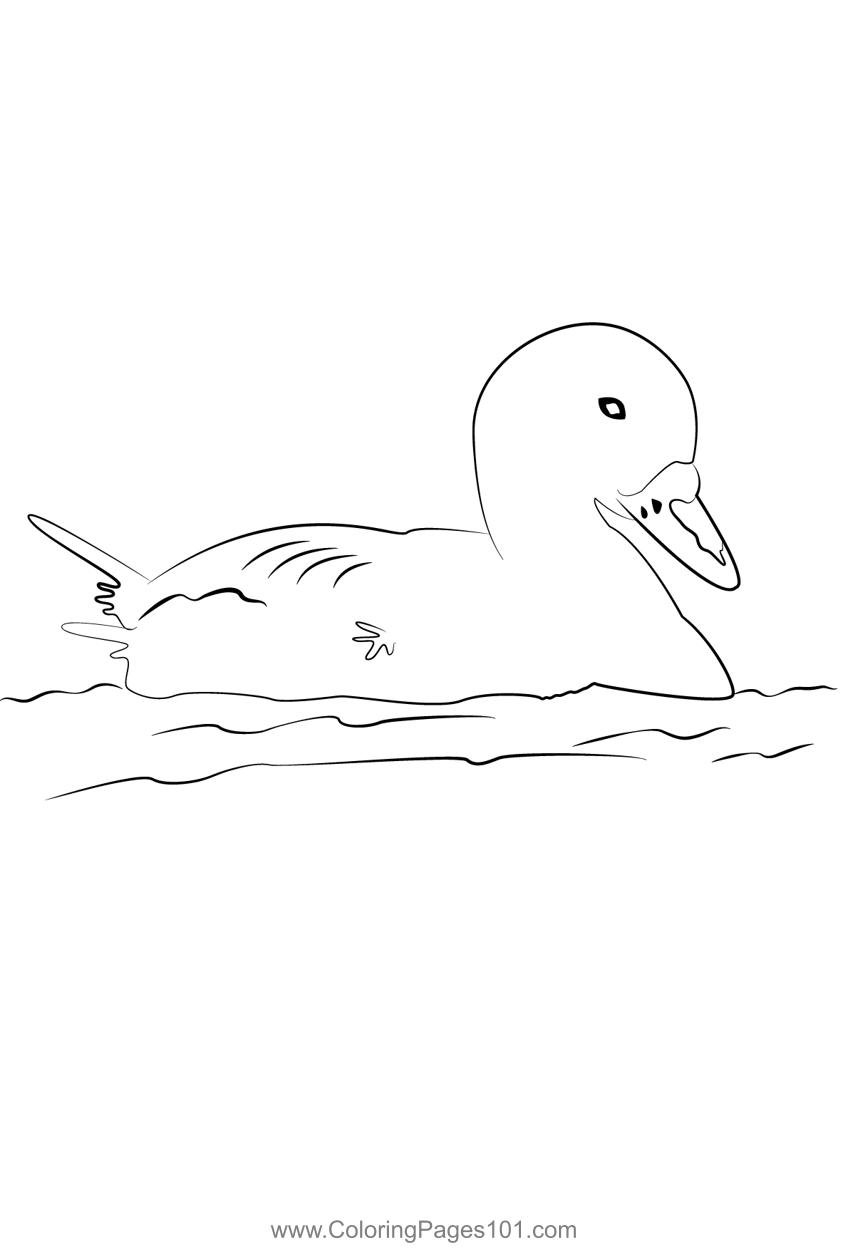 Common Scoter 1 Coloring Page for Kids - Free Ducks Printable Coloring ...