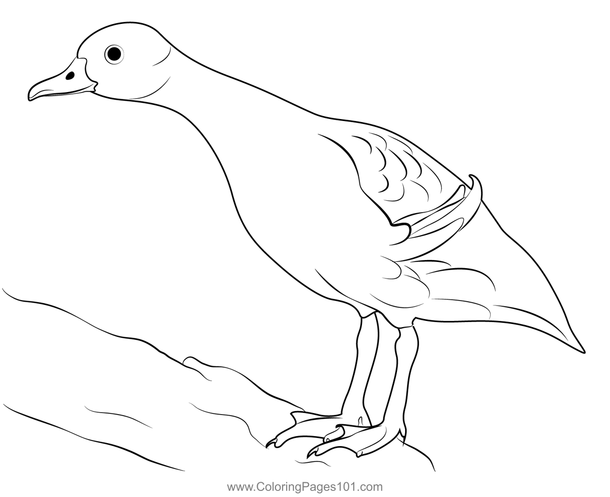 Plumed Whistling Duck Coloring Page for Kids - Free Ducks Printable ...