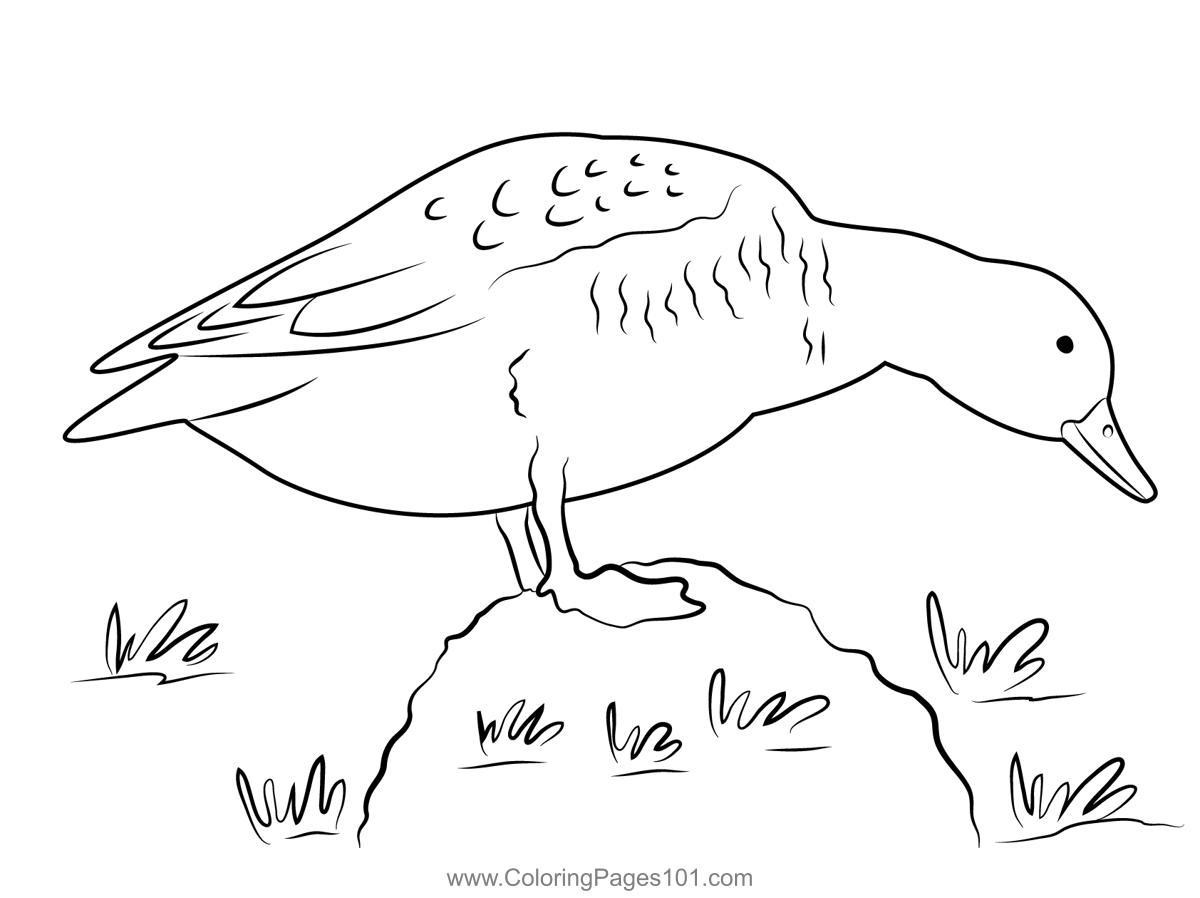 Standing Duck On Grass Coloring Page for Kids - Free Ducks Printable ...