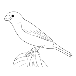 Beak Coloring Pages for Kids - Download Beak printable coloring pages ...
