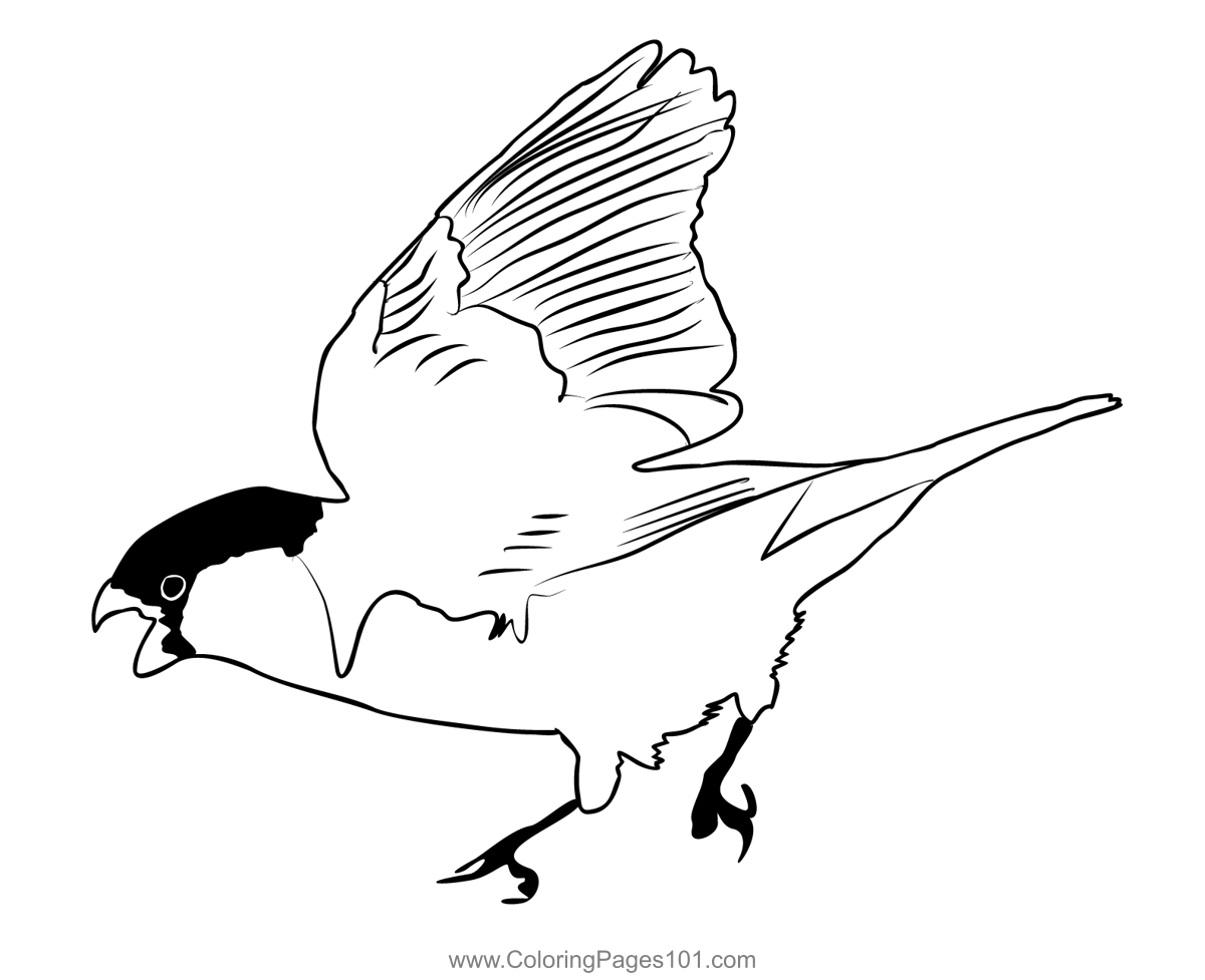 Bullfinch 4 Coloring Page for Kids - Free Finches Printable Coloring ...